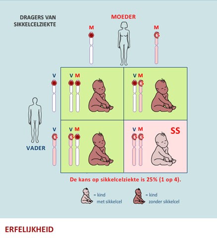 Genetische achtergrond van Sikkelcelziekte - Medische informatie ...