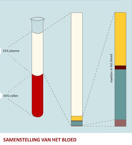 Samenstelling bloed - Medische informatie - Sikkelcelziekte - CyberPoli