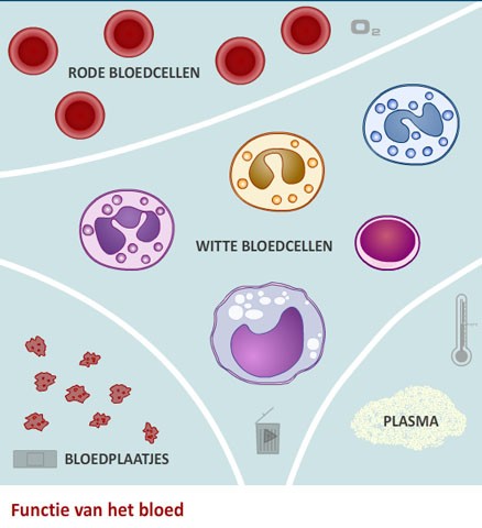 Functie van het bloed - Medische informatie - Sikkelcelziekte - CyberPoli
