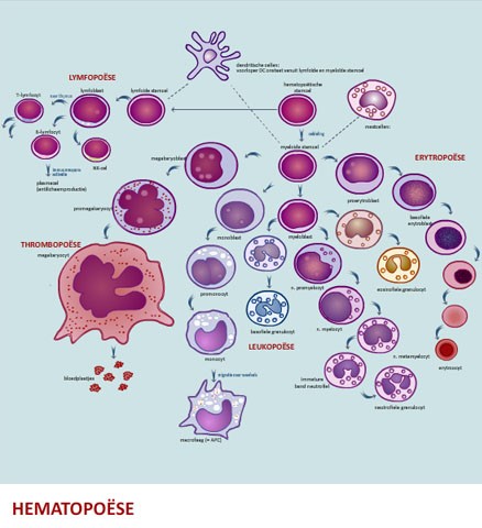 Hematopoëse - Medische informatie - Sikkelcelziekte - CyberPoli