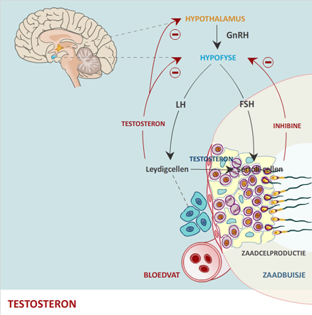 Hoe ontstaan de kenmerken? - Medische informatie - Klinefelter - CyberPoli