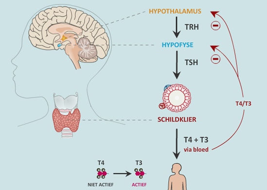 Schildklieraandoeningen - Medische informatie - Schildklier - CyberPoli