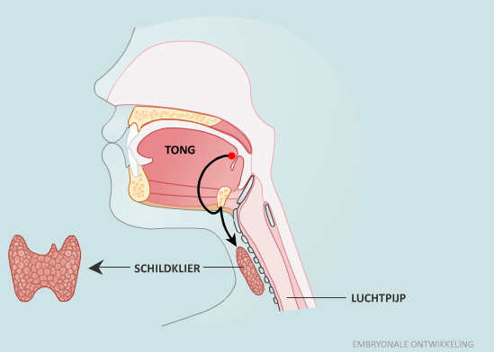 De schildklier - Medische informatie - Schildklier - CyberPoli