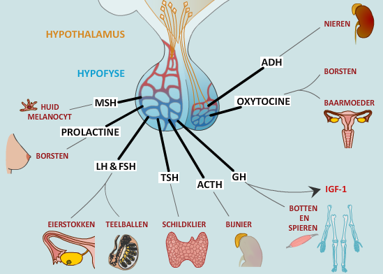 Hypofysehormonen - Medische informatie - Hypofyse - CyberPoli