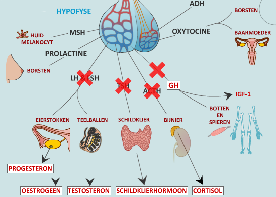 Congenitale hypofyse-insufficiëntie - Medische informatie - Hypofyse ...
